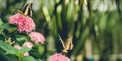 Why Pollinators Are So Important: Benefits, Pollination, and Our Food ...