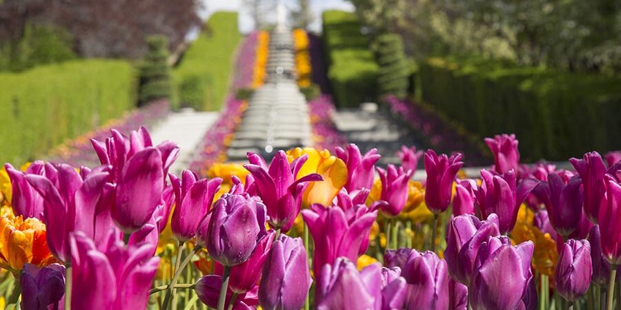 Fun Facts About Tulips - Thanksgiving Point