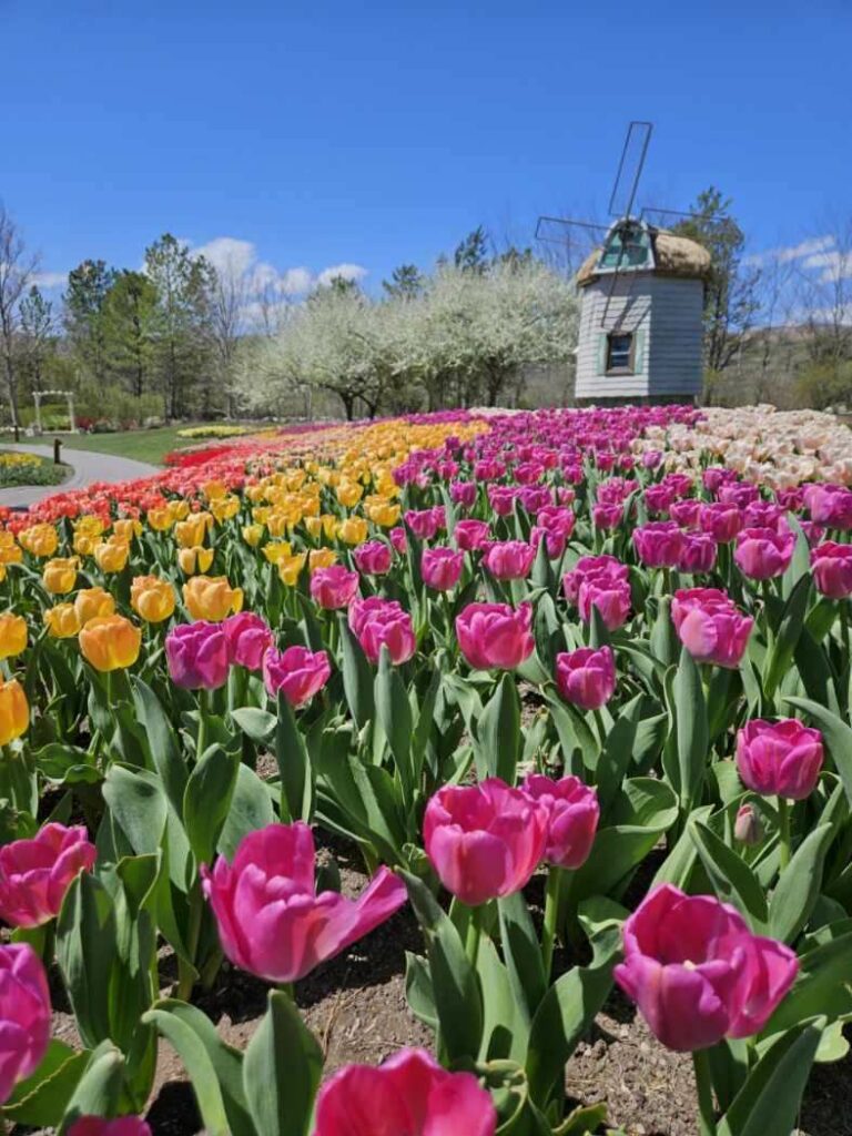 Tulip Festival - Thanksgiving Point