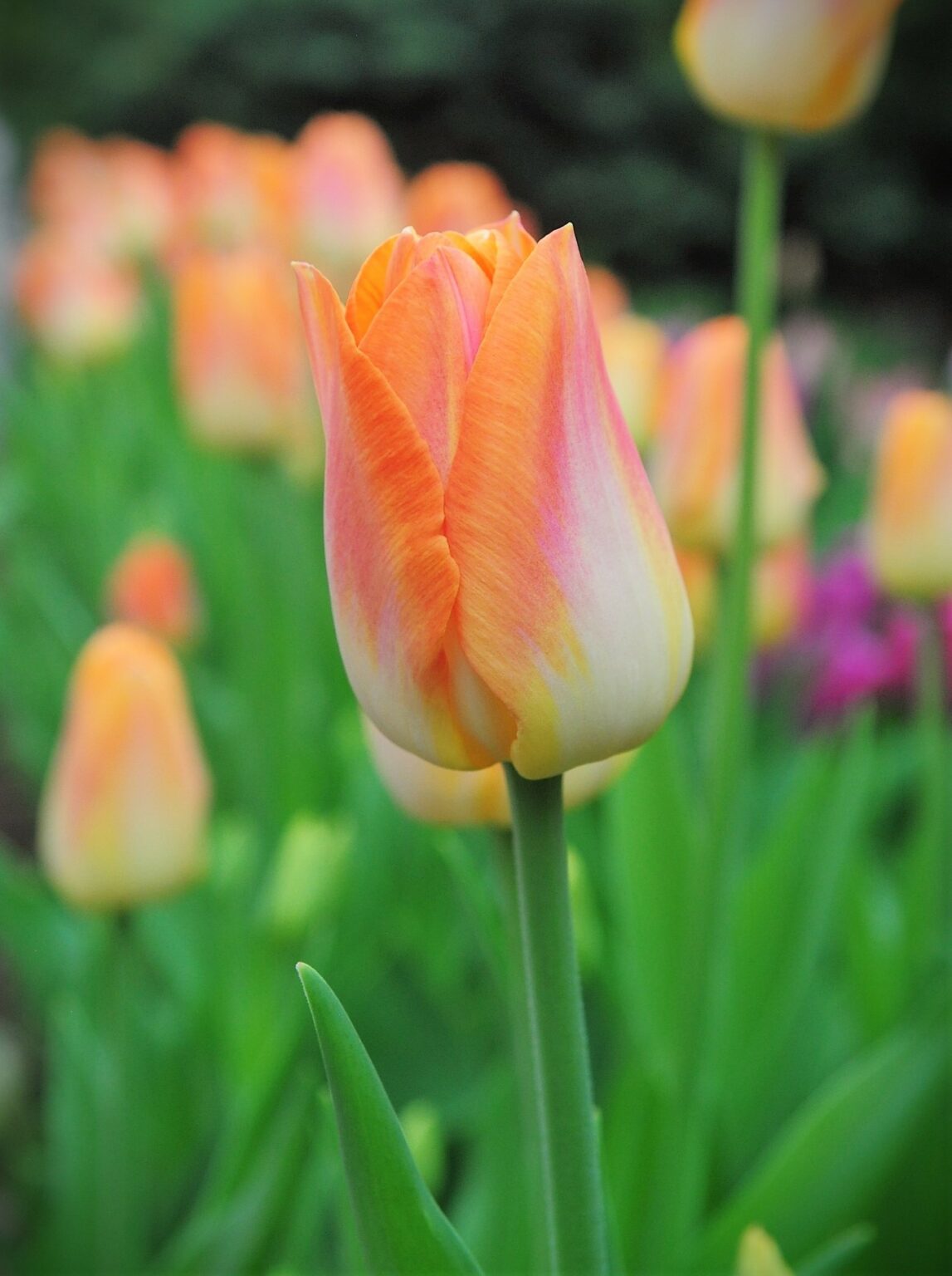 Tulip Festival - Thanksgiving Point