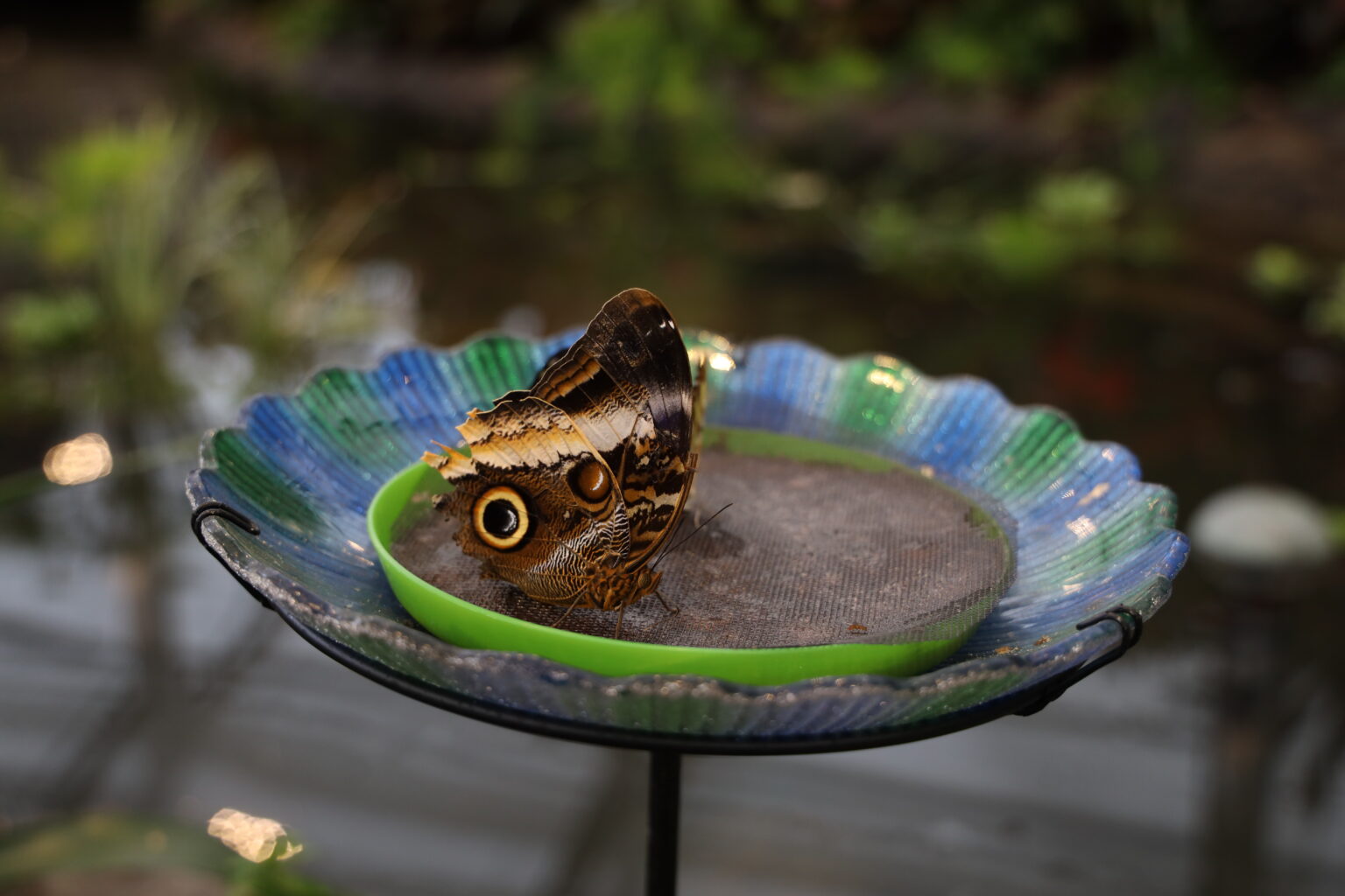 The Magnificent Owl Butterfly - Thanksgiving Point