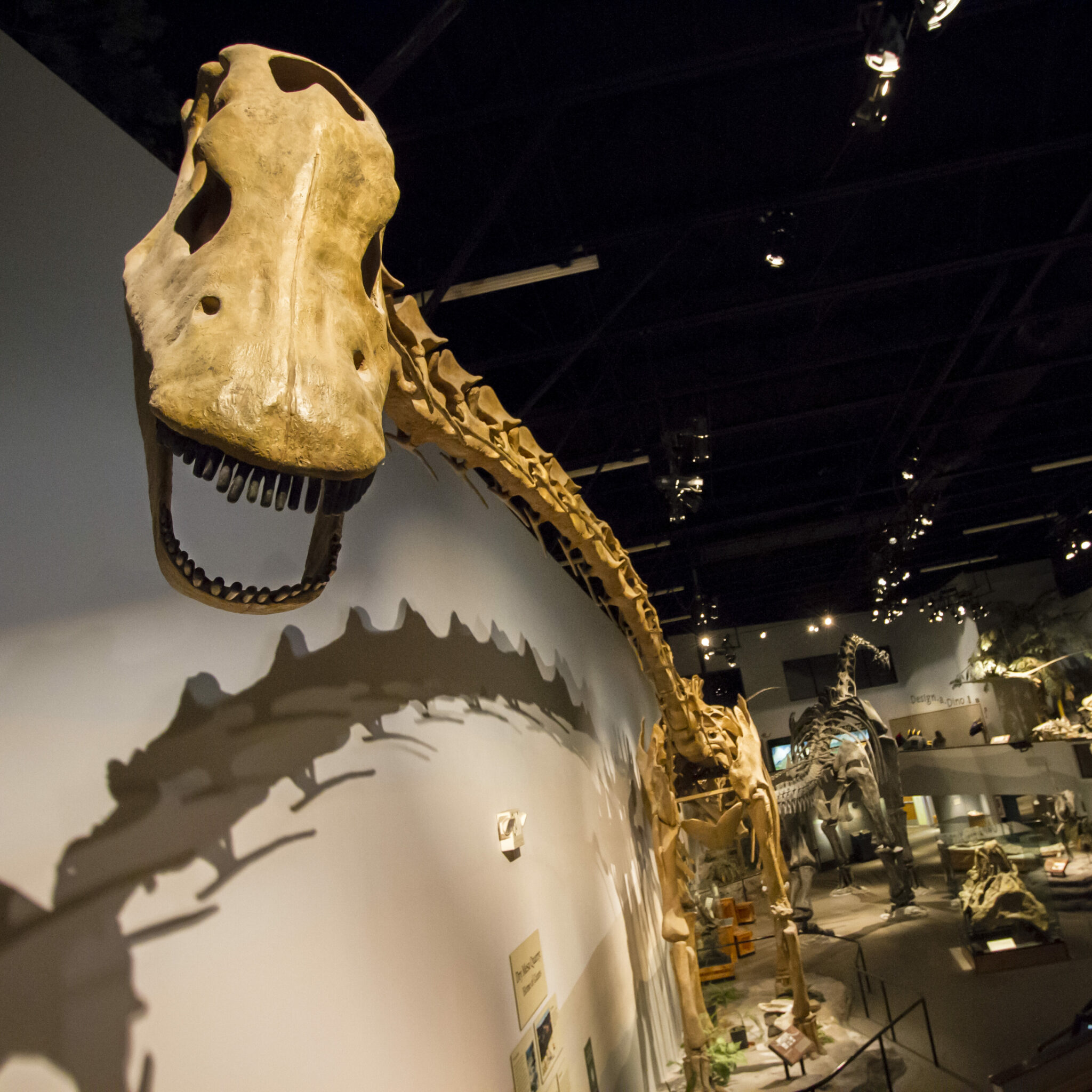 Flora and Fauna of the Prehistoric World - Thanksgiving Point