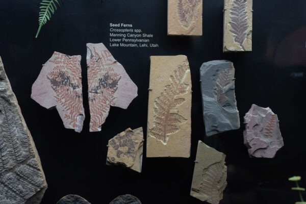 Flora and Fauna of the Prehistoric World - Thanksgiving Point