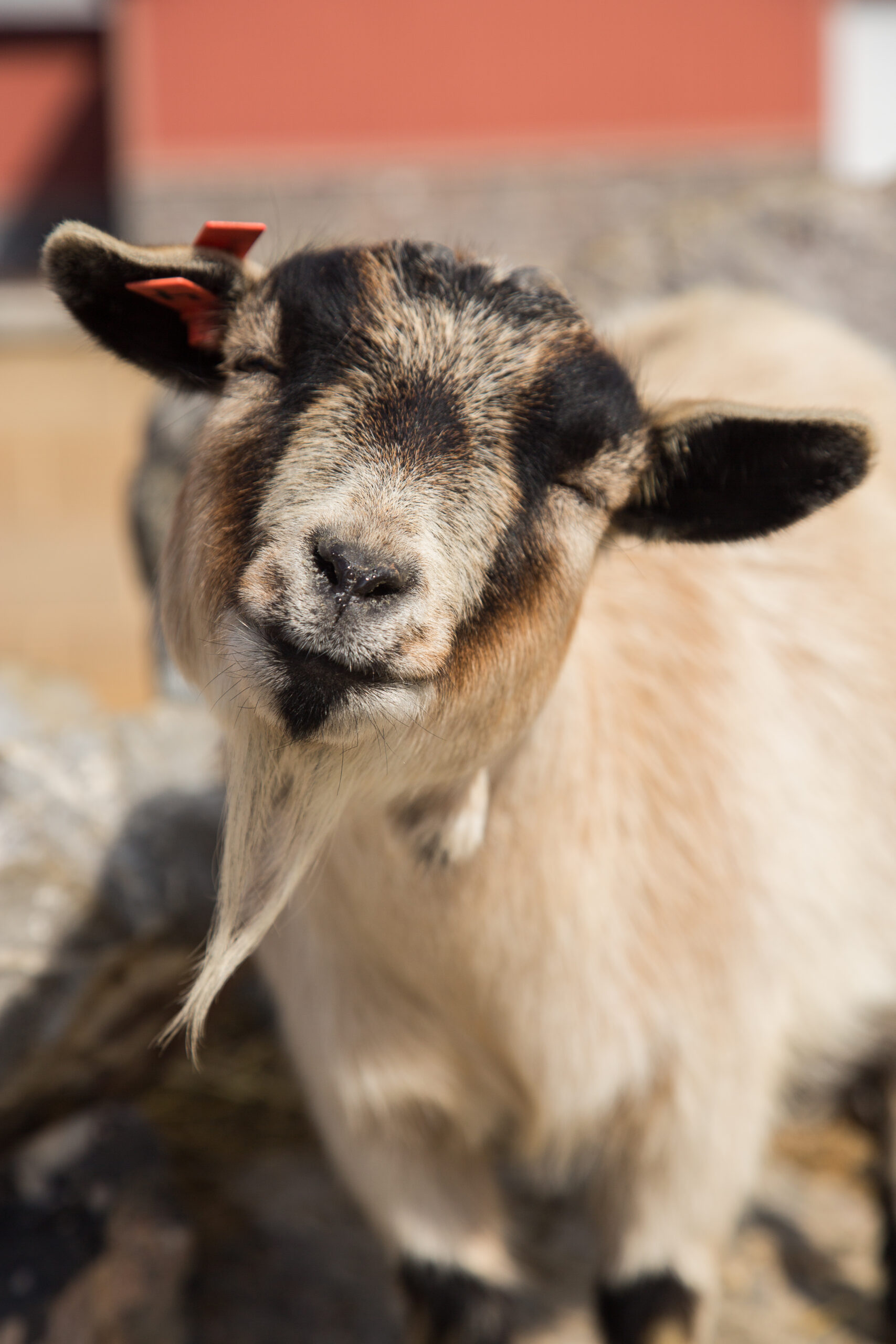 Just as Tough as in Billy Goats Gruff? - Thanksgiving Point