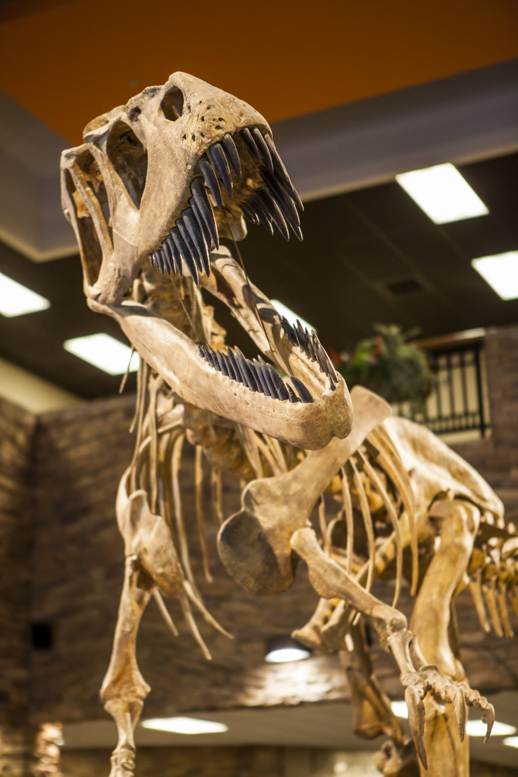 Rick’s Allosaurus - Thanksgiving Point