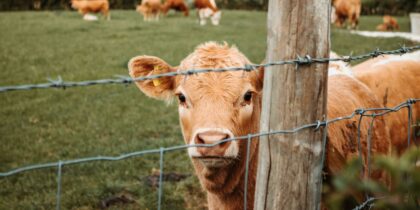 Cow Appreciation Day: Vital Role of Cows - Thanksgiving Point