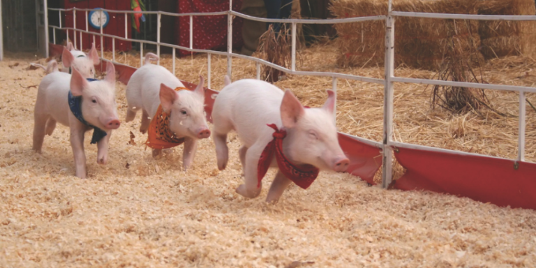 Check out these fall activities at Utah’s Thanksgiving Point ...