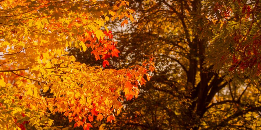Why Do Leaves Change Color in the Fall? - Thanksgiving Point