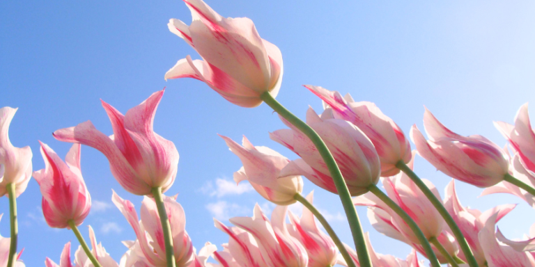 6 Fascinating Facts About Tulips - Thanksgiving Point